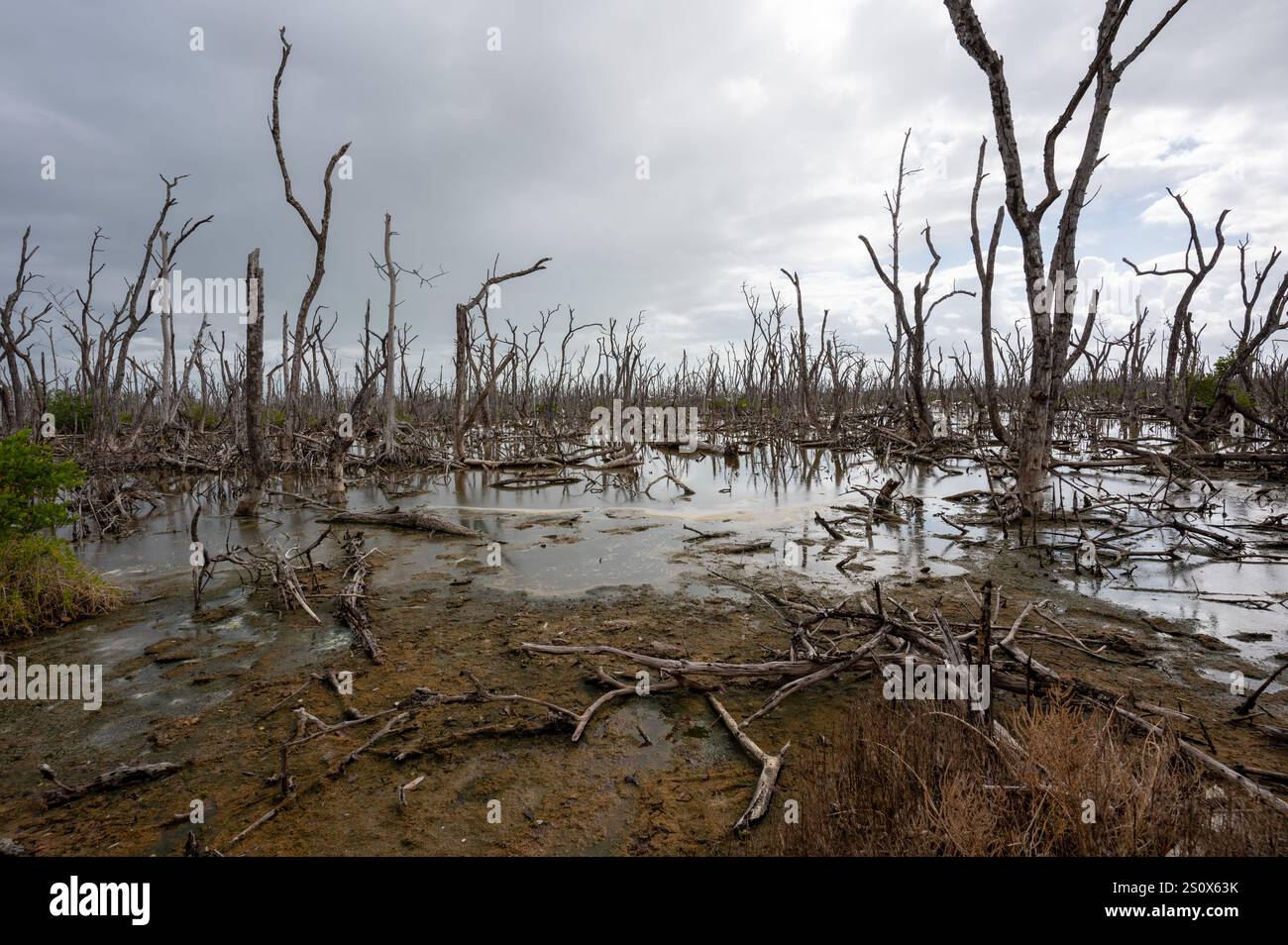Dead zone in mangrove forest destroyed by Hurricane Irma in Everglades ...