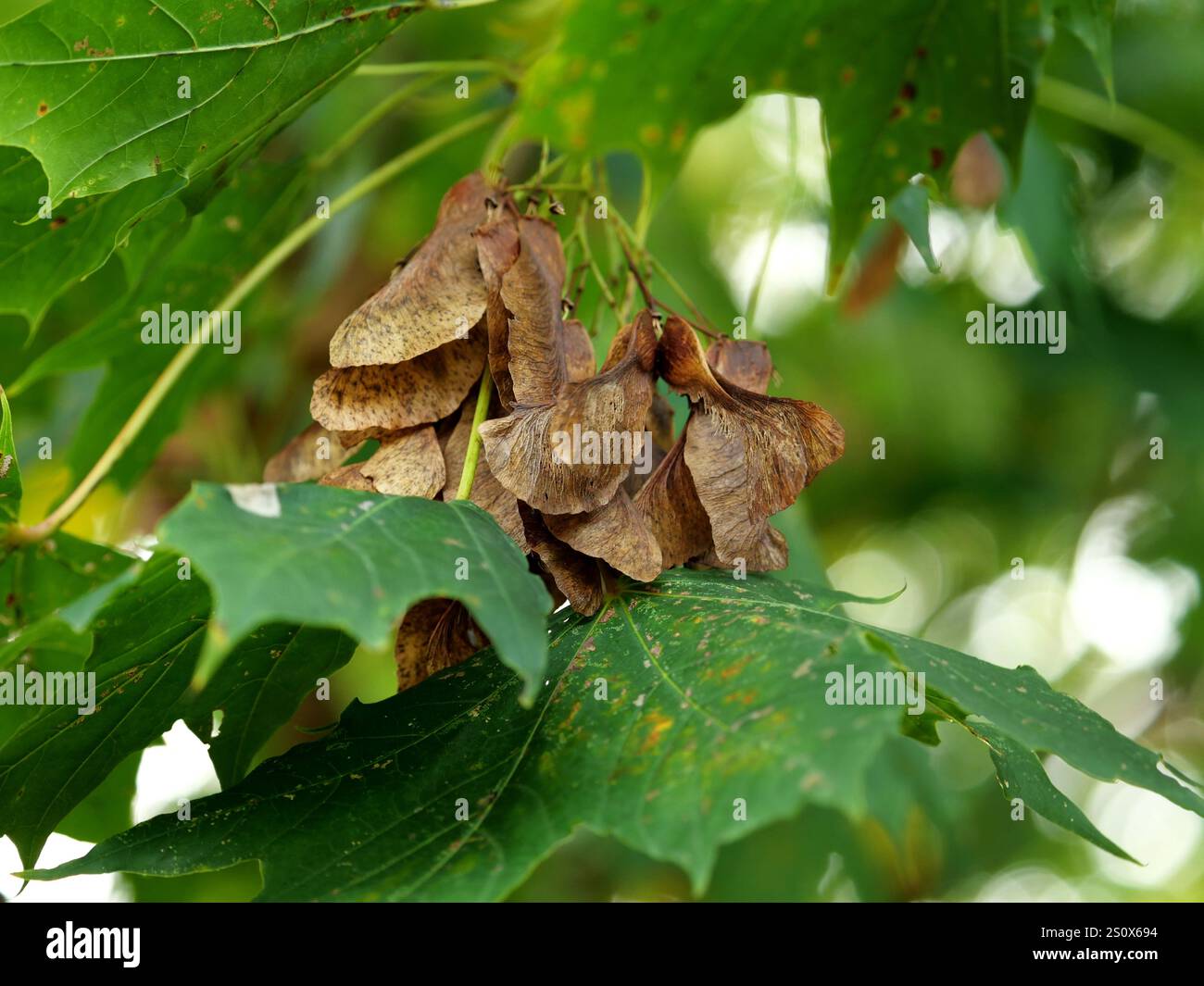 Distinctive samara fruit hi-res stock photography and images - Alamy