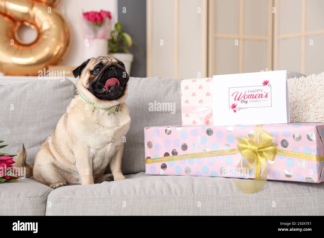 Cute pug dog with gift boxes and greeting card at home. International ...