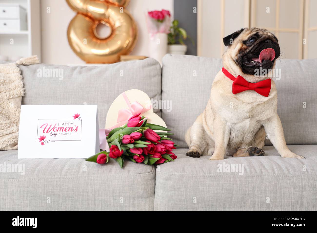 Cute pug dog with tulips, heart-shaped gift box and greeting card at ...