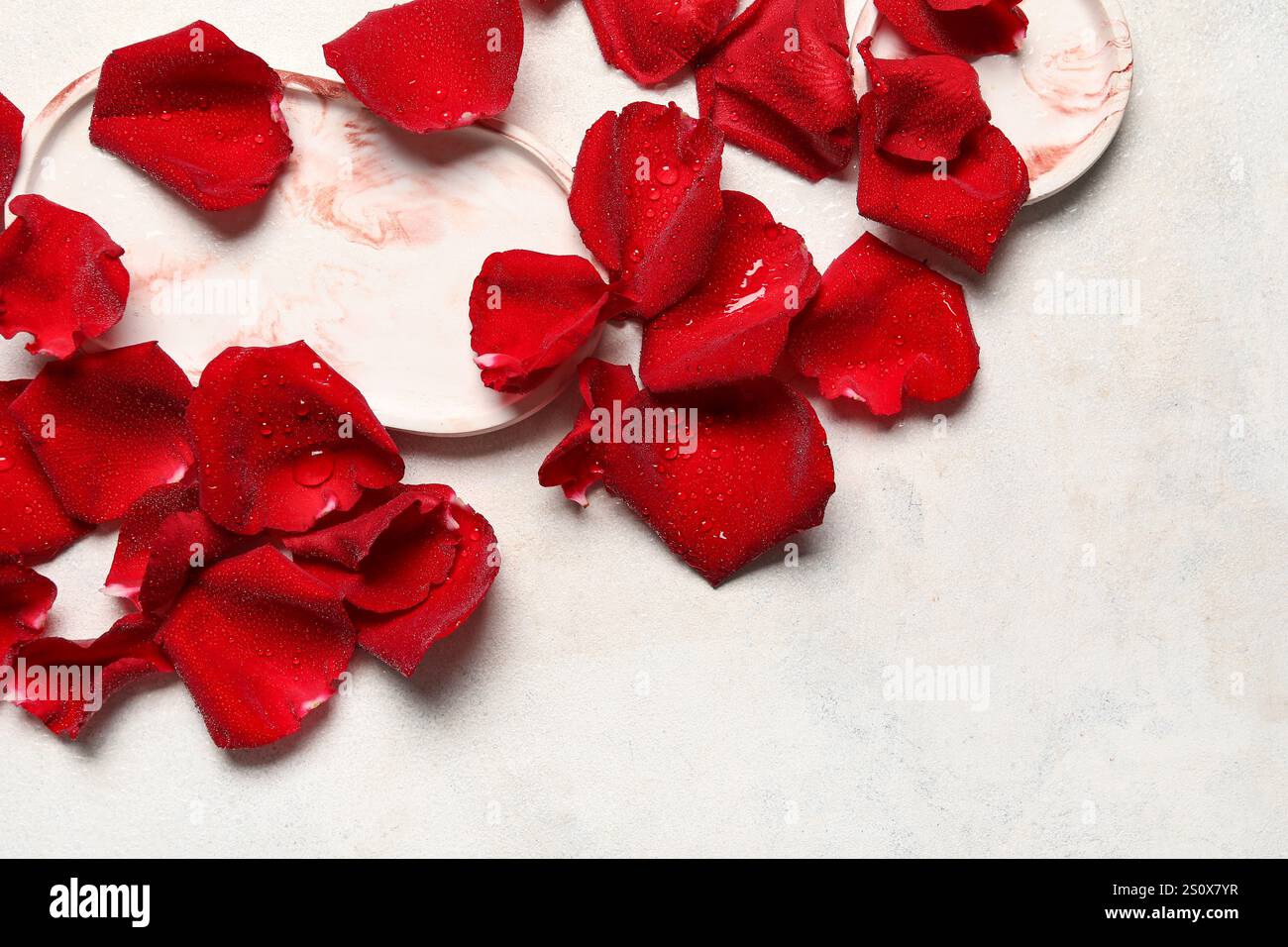 Trays with beautiful red rose petals on white background Stock Photo ...