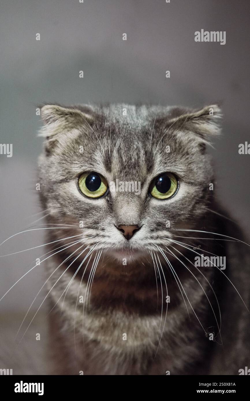 The face of a British Fold cat is shown in a close-up, focusing on its ...