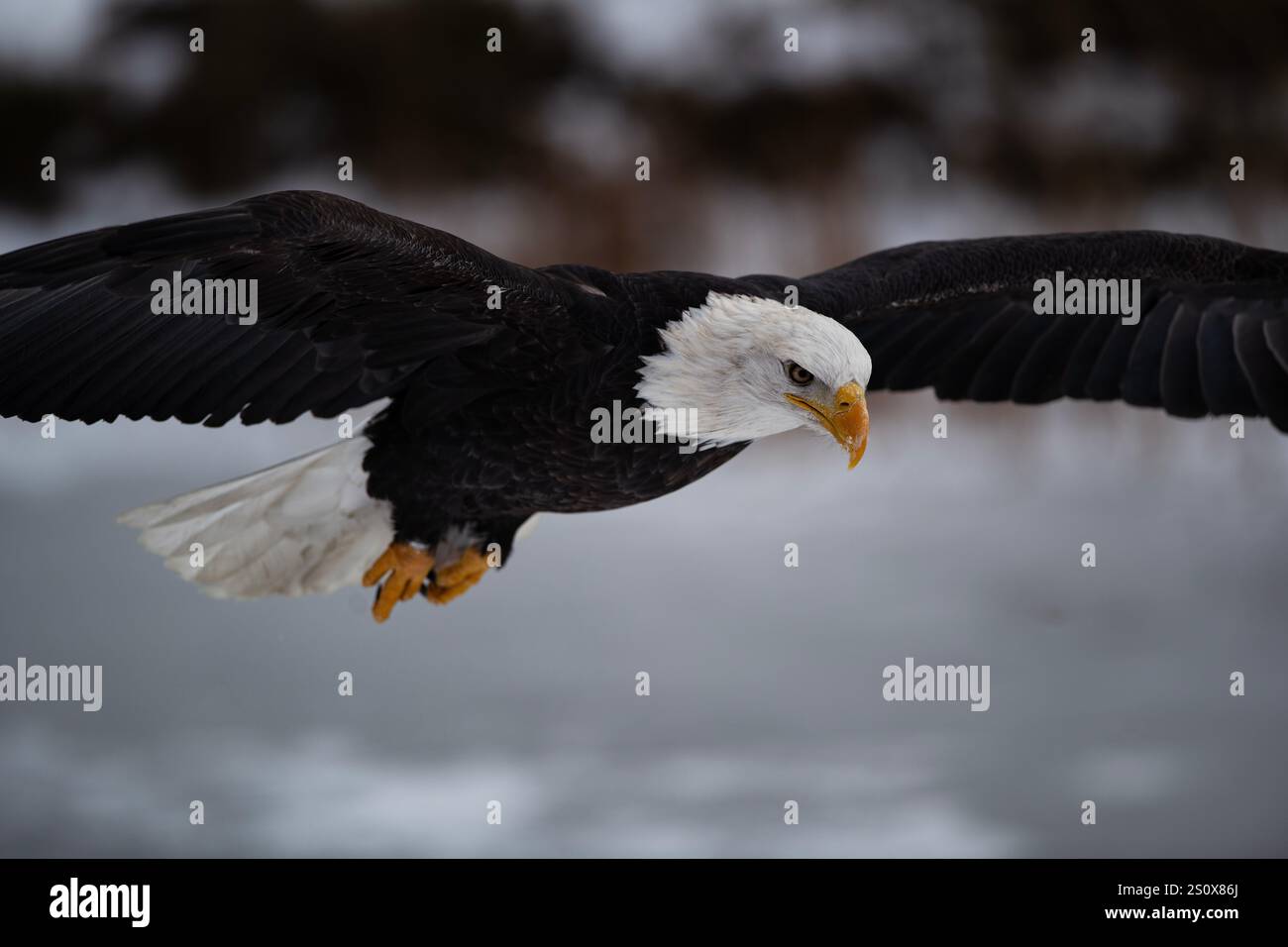 A trained bald eagle in flight. Haliaeetus leucocephalus Stock Photo ...