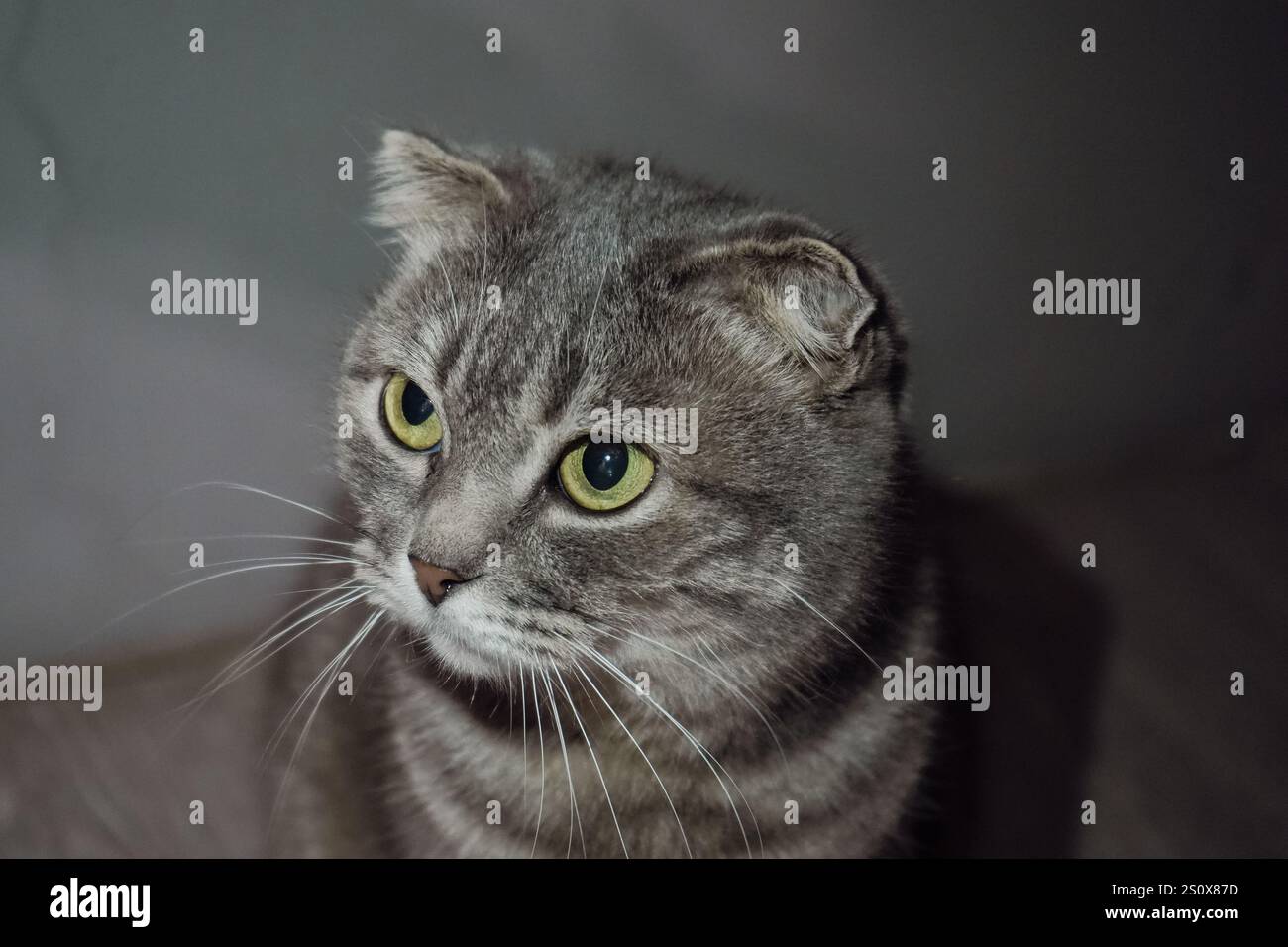 The face of a British Fold cat is shown in a close-up, focusing on its ...