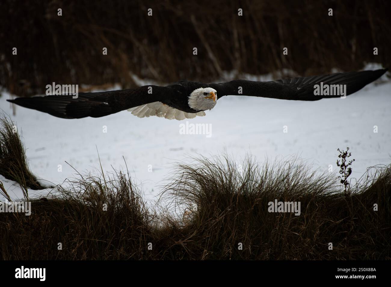 A trained bald eagle in flight. Haliaeetus leucocephalus Stock Photo ...
