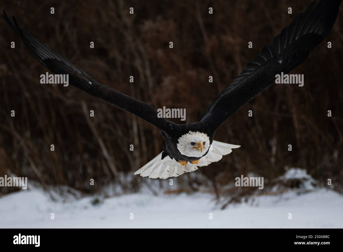 A trained bald eagle in flight. Haliaeetus leucocephalus Stock Photo ...
