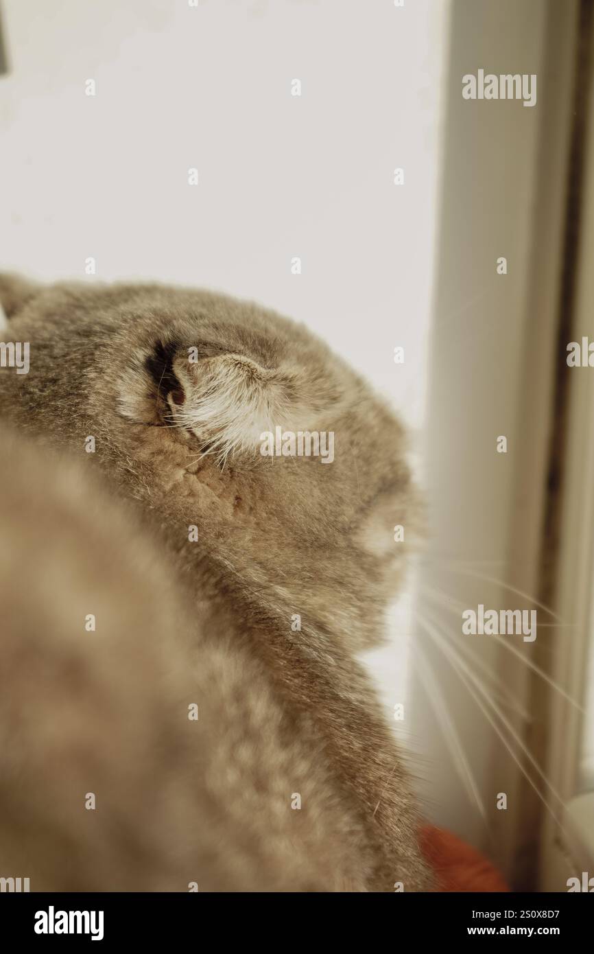 The back of a cat s head is framed by warm sunlight in this serene view ...