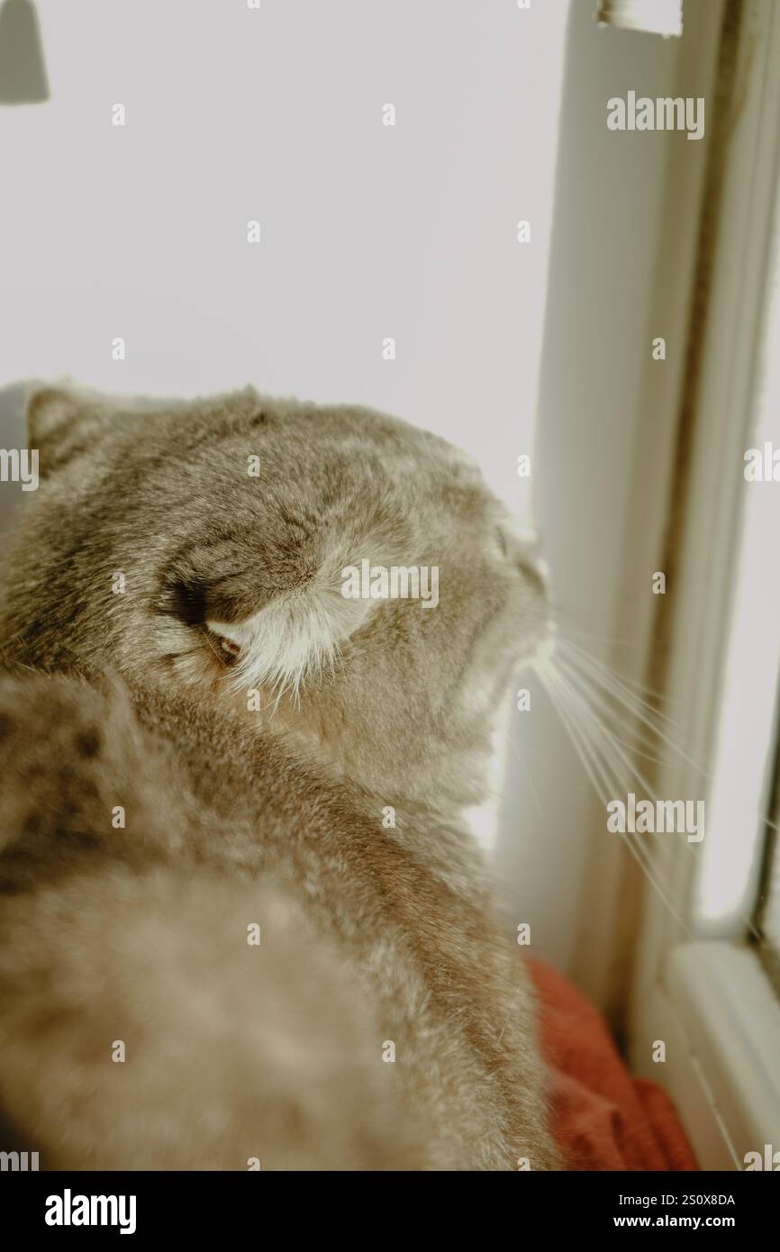 The back of a cat s head is framed by warm sunlight in this serene view ...