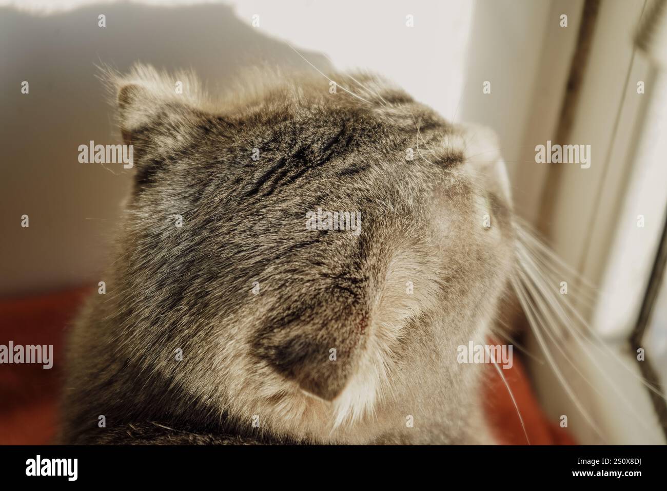 The back of a cat s head is framed by warm sunlight in this serene view ...