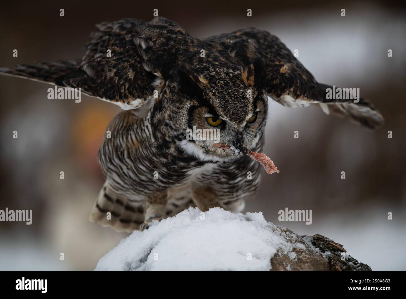 A trained great horned owl eating a chicken strip. Bubo virginianus ...