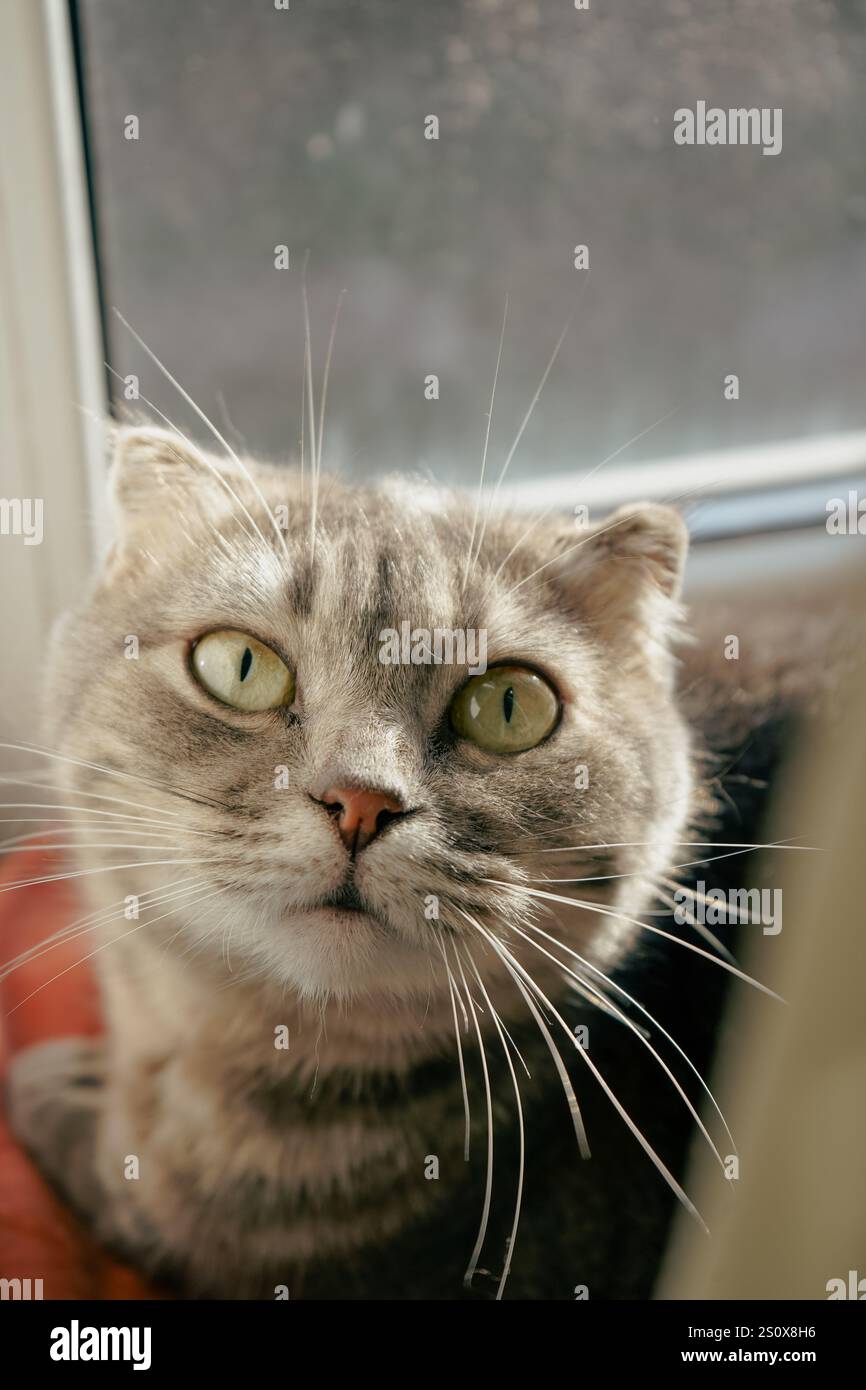 A close-up of a British Fold cat s face highlights its stunning green ...