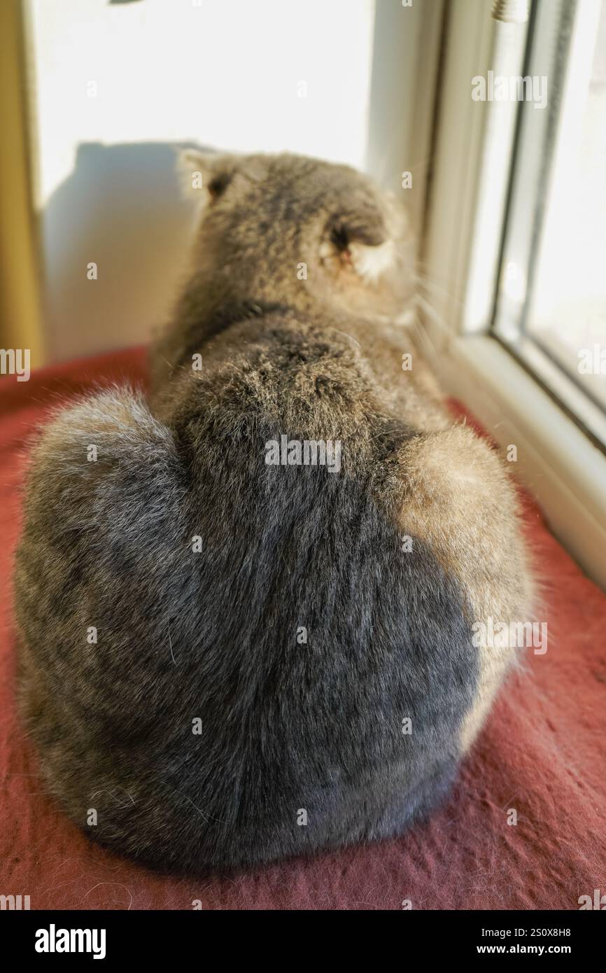 The back of a cat s head is framed by warm sunlight in this serene view ...