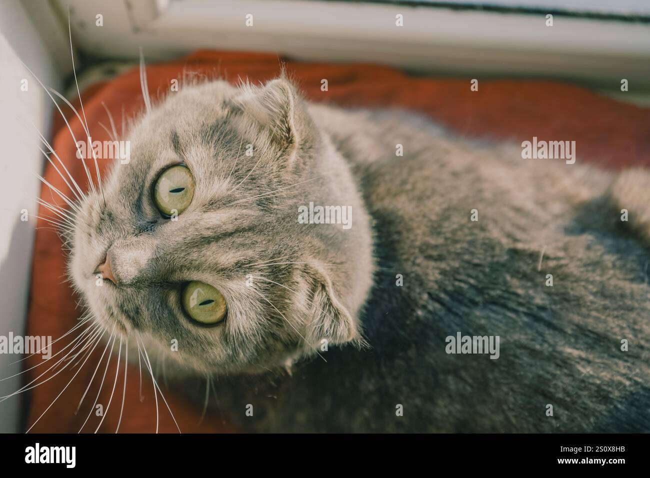 The face of a British Fold cat is shown in a close-up, focusing on its ...