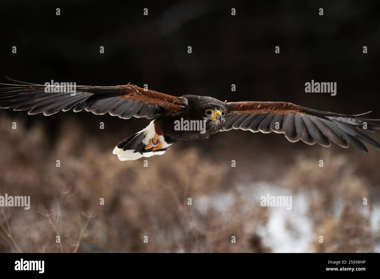 Trained Harris's hawk, formerly known as the bay-winged hawk, dusky ...
