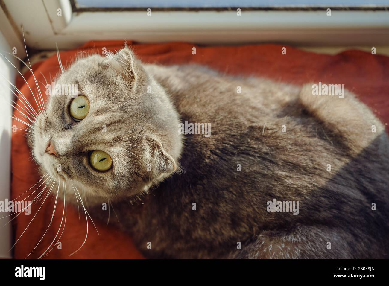 The face of a British Fold cat is shown in a close-up, focusing on its ...