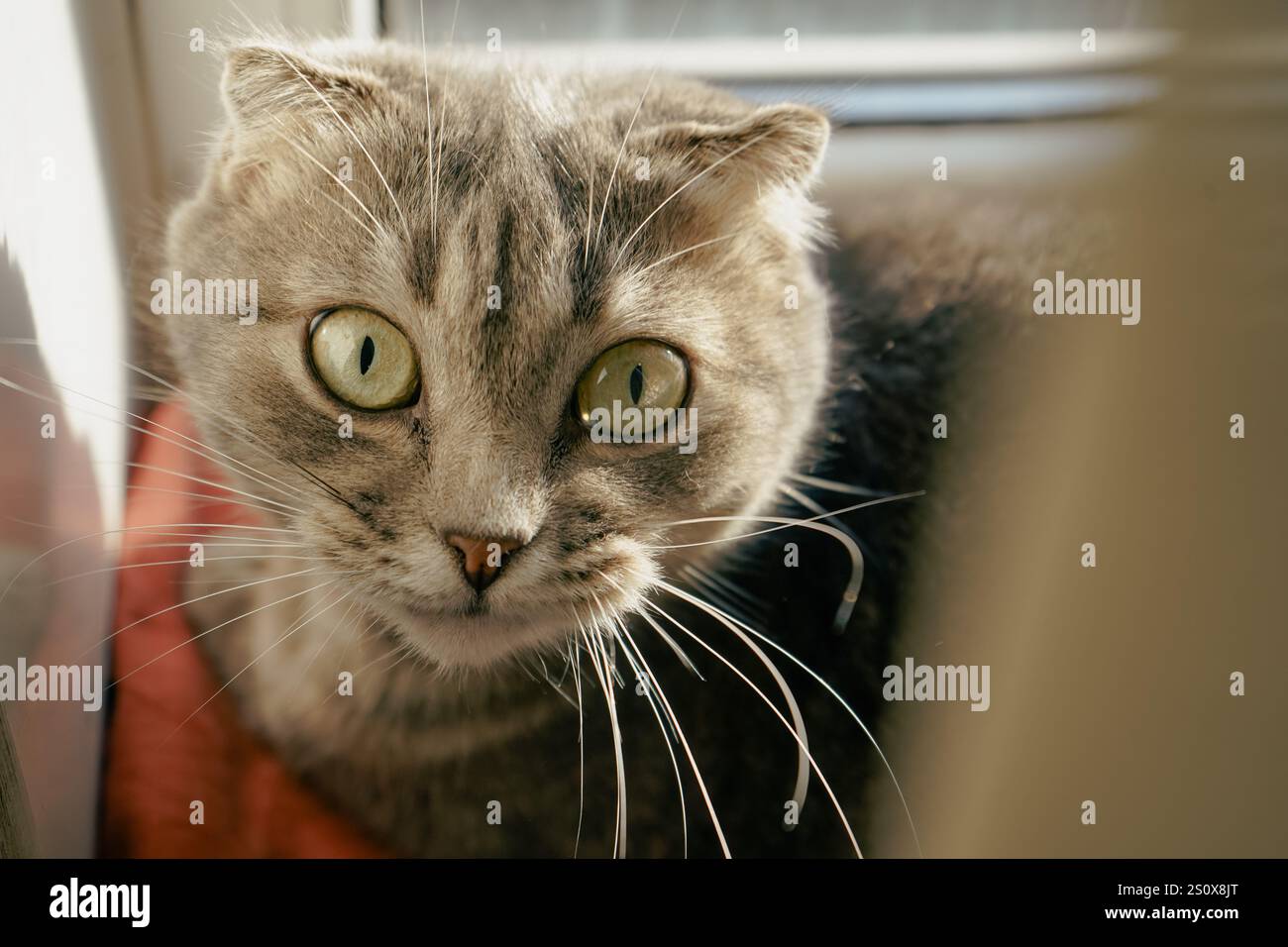 A close-up of a British Fold cat s face highlights its stunning green ...