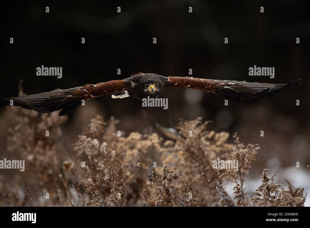 Trained Harris's hawk, formerly known as the bay-winged hawk, dusky ...