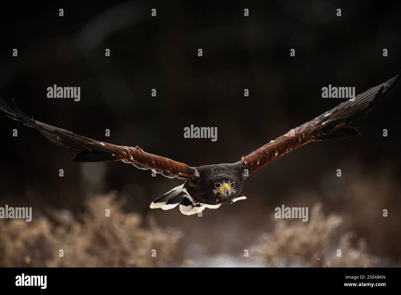 Trained Harris's hawk, formerly known as the bay-winged hawk, dusky ...
