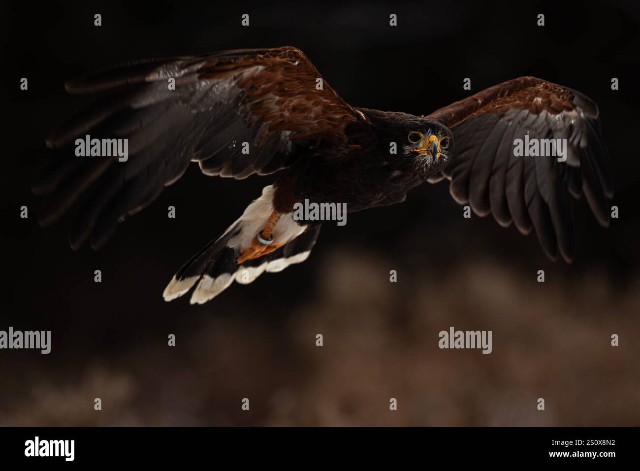 Trained Harris's hawk, formerly known as the bay-winged hawk, dusky ...