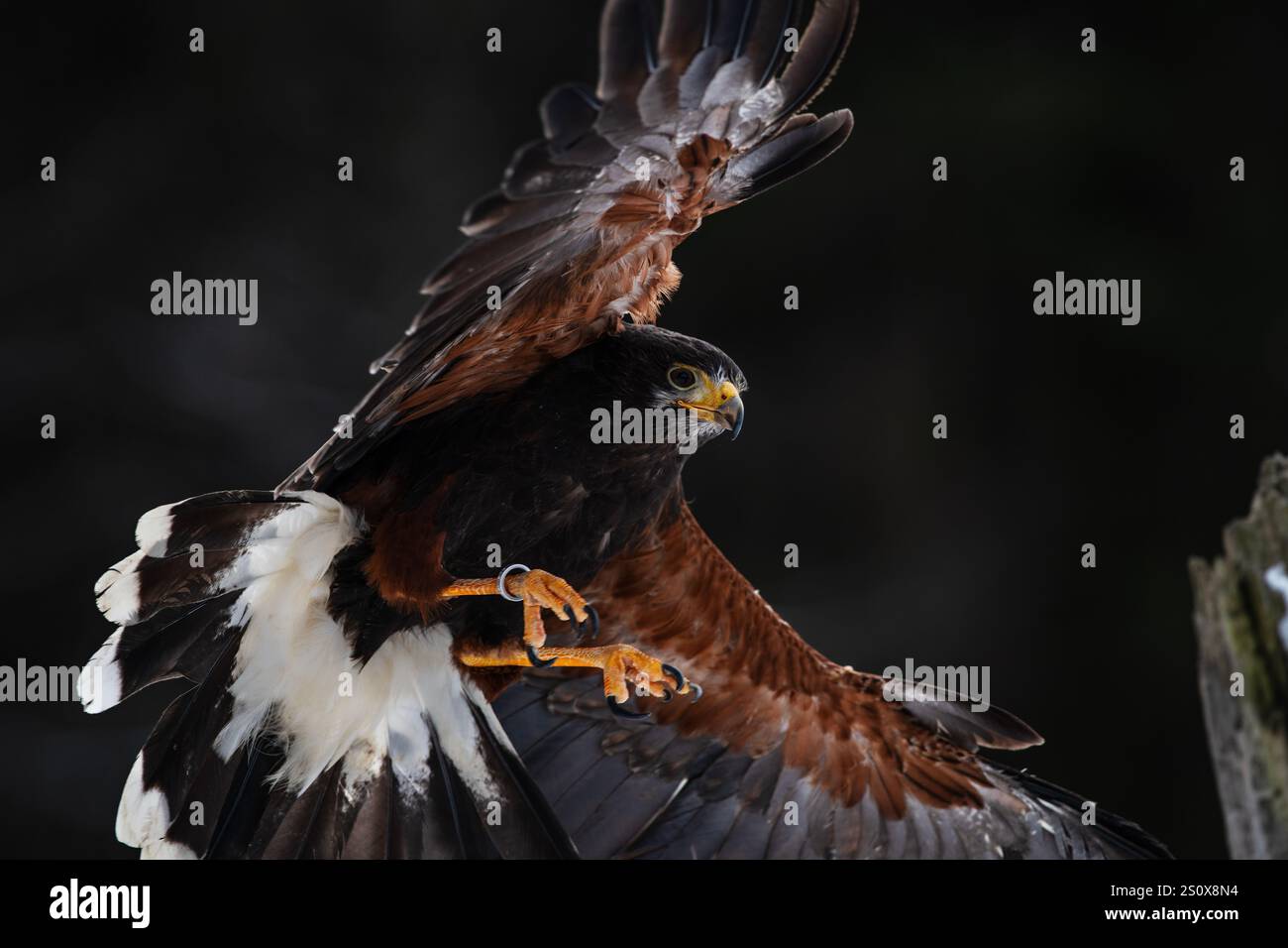 Trained Harris's hawk, formerly known as the bay-winged hawk, dusky ...