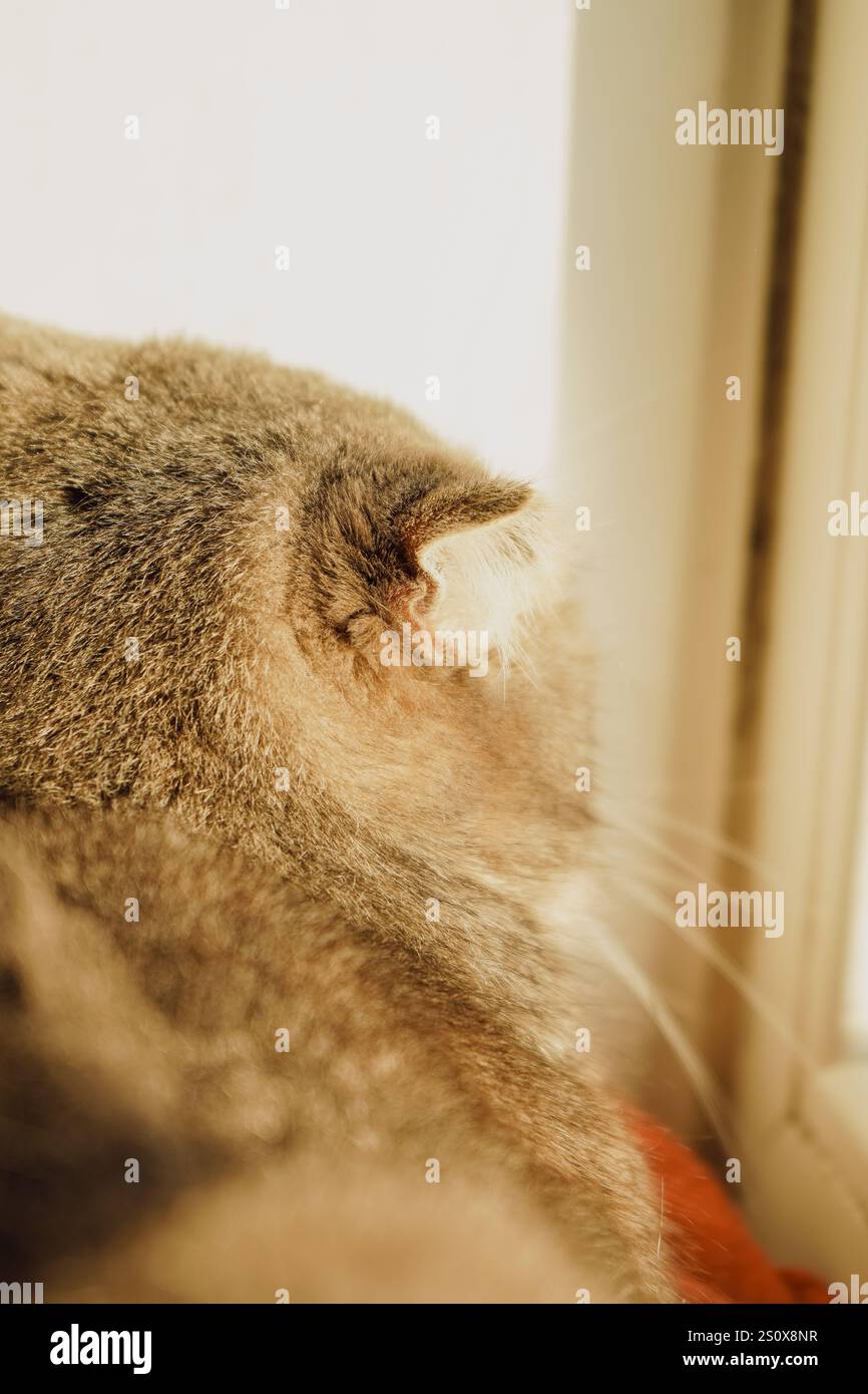 A back view of a cat shows sunlight gently illuminating its head and ...
