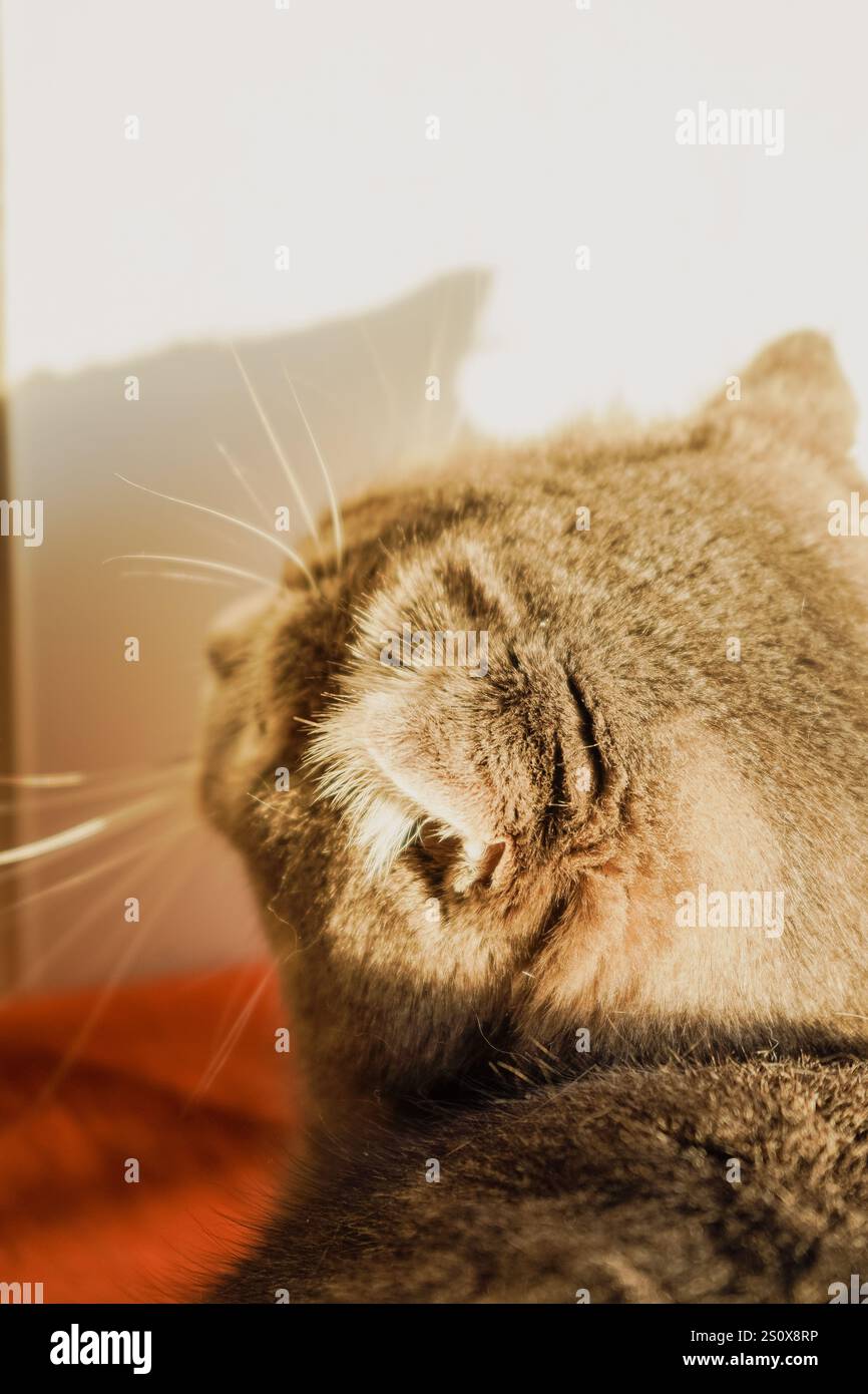 A back view of a cat shows sunlight gently illuminating its head and ...