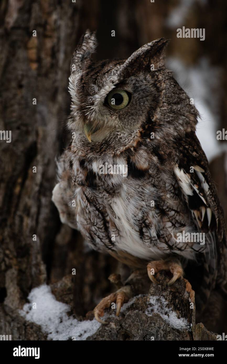 A trained Eastern Screech Owl Gray Morph, Megascops asio Stock Photo ...