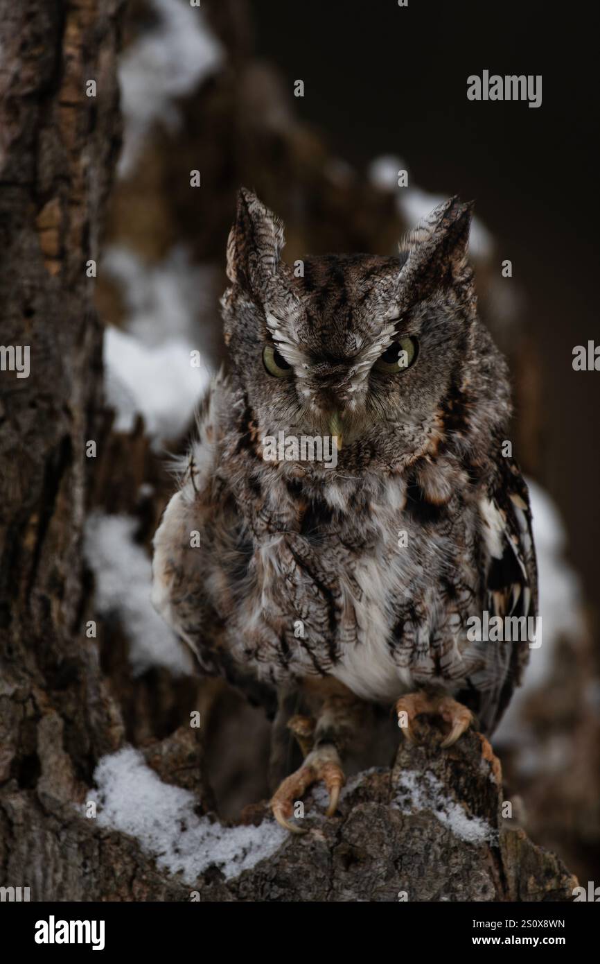 A trained Eastern Screech Owl Gray Morph, Megascops asio Stock Photo ...