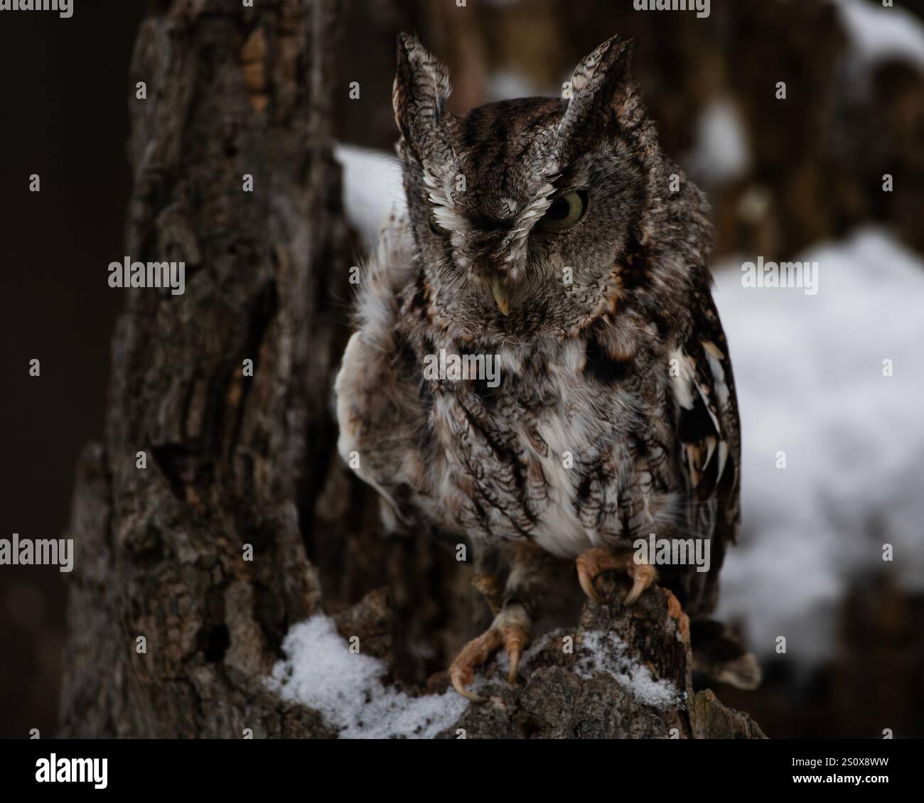 A trained Eastern Screech Owl Gray Morph, Megascops asio Stock Photo ...