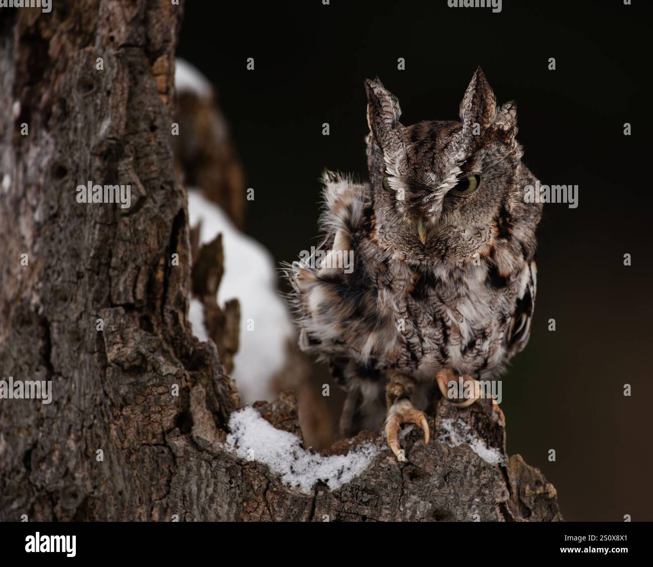 A trained Eastern Screech Owl Gray Morph, Megascops asio Stock Photo ...