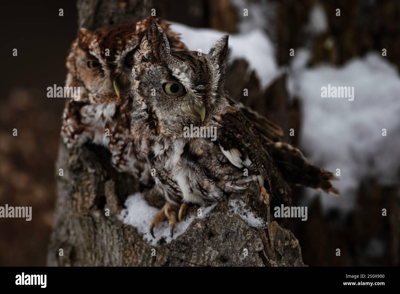 A trained Eastern Screech Owl Gray Morph and a Red Morph, Megascops ...