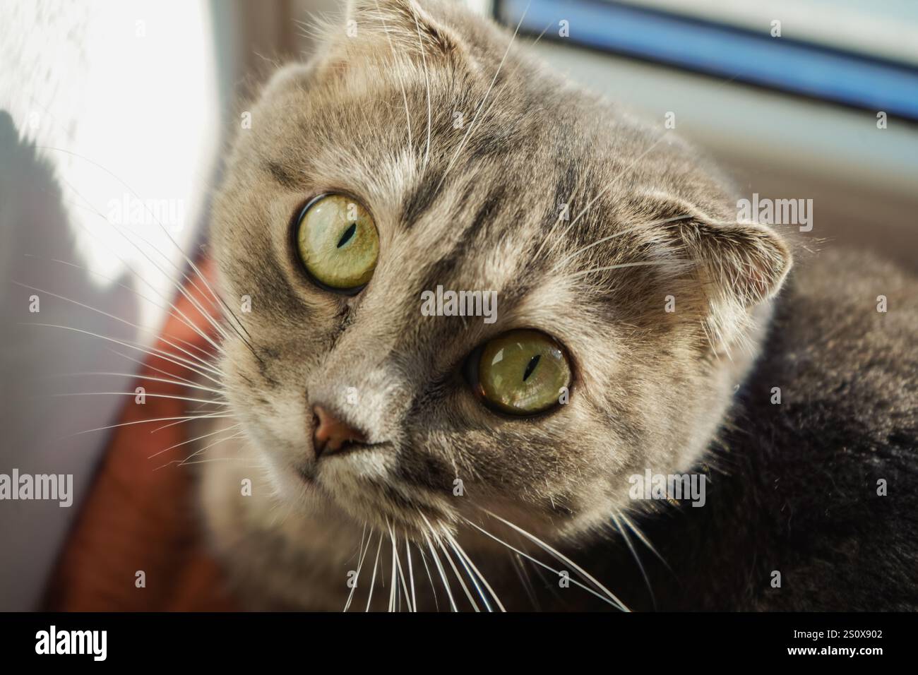 A close-up of a British Fold cat s face highlights its stunning green ...