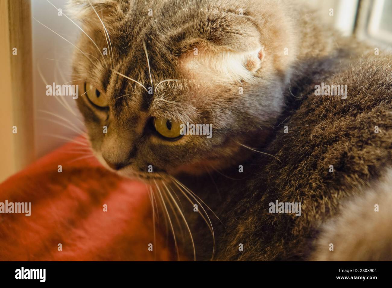 The face of a British Fold cat is shown in a close-up, focusing on its ...