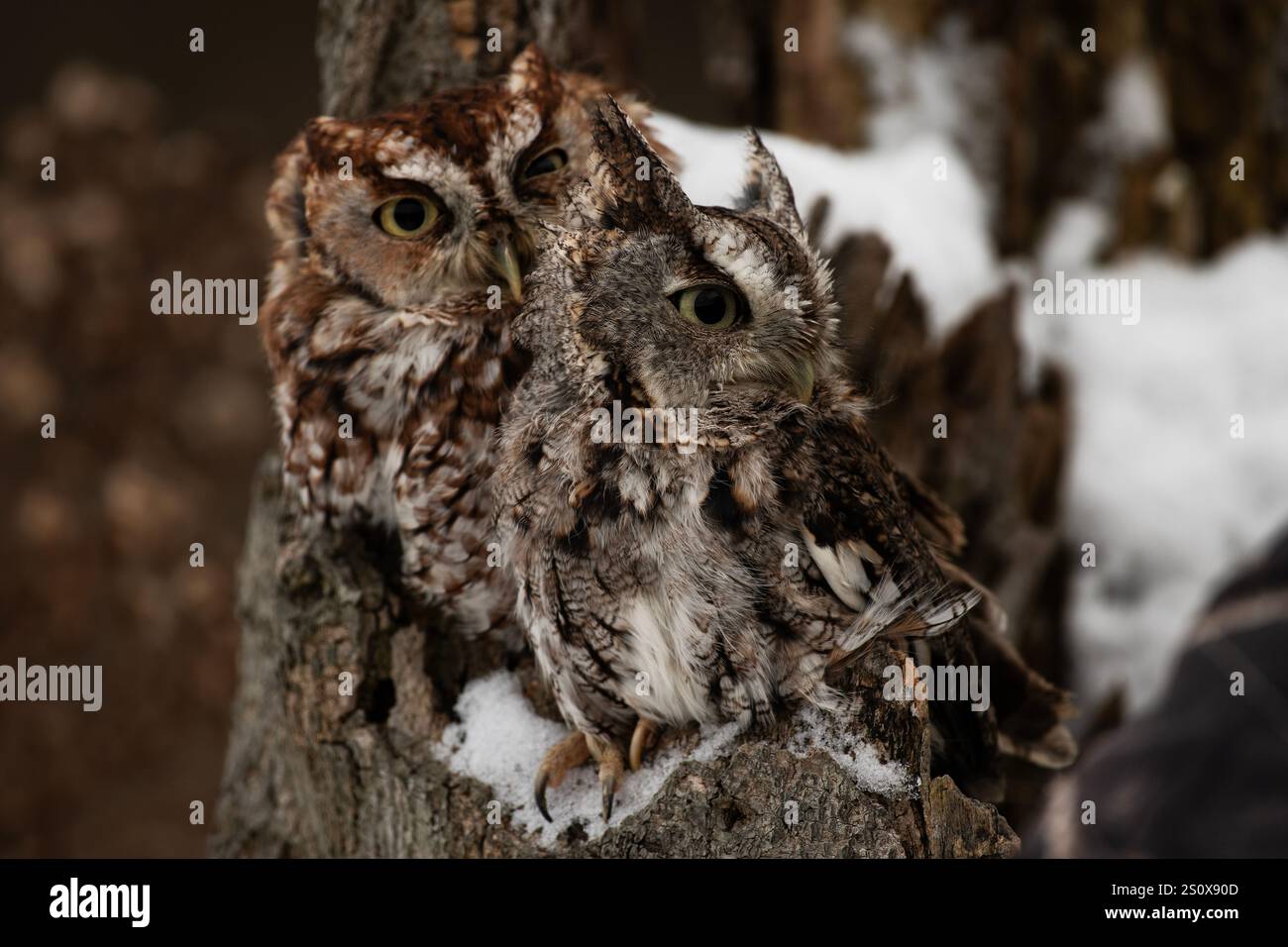 A trained Eastern Screech Owl Gray Morph and a red morph, Megascops ...