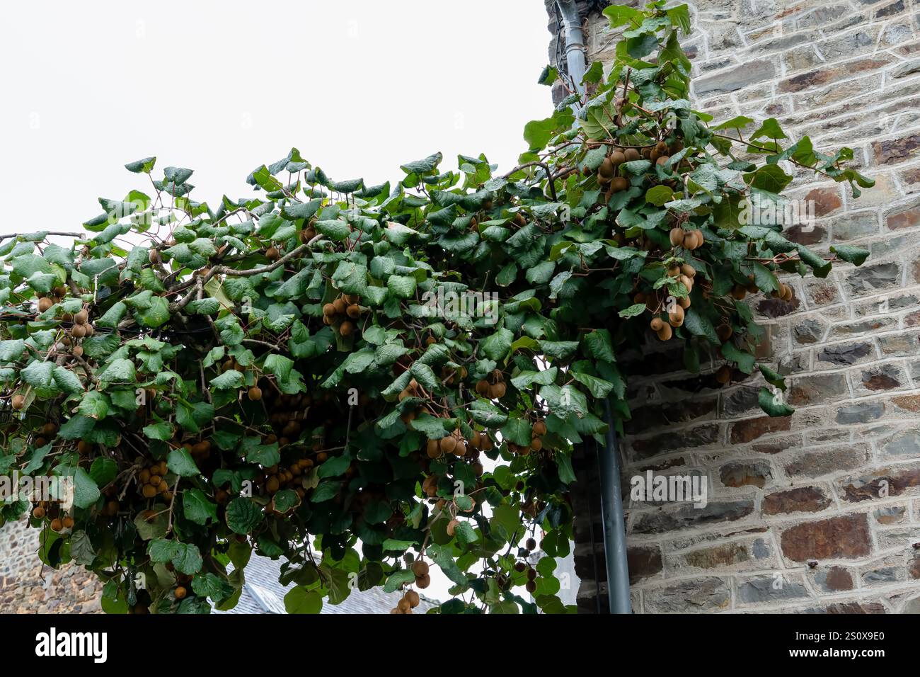 Close-up of a huge Kiwi Vine with Kiwi fruits (Actinidia deliciosa ...