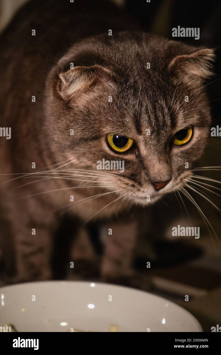 A grey Scottish Fold cat is enjoying sour cream from a light-colored ...