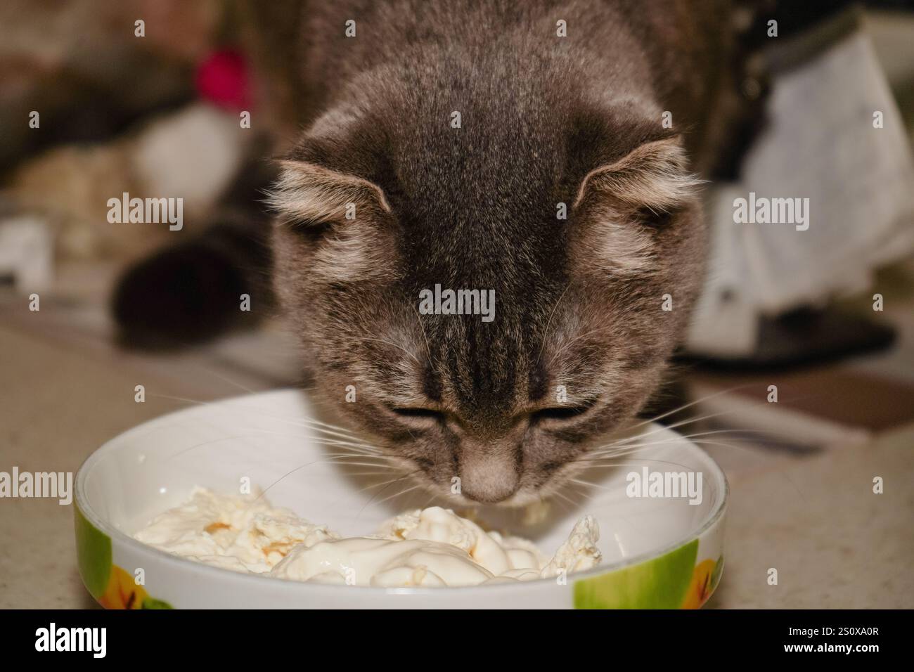 A grey Scottish Fold cat is enjoying sour cream from a light-colored ...