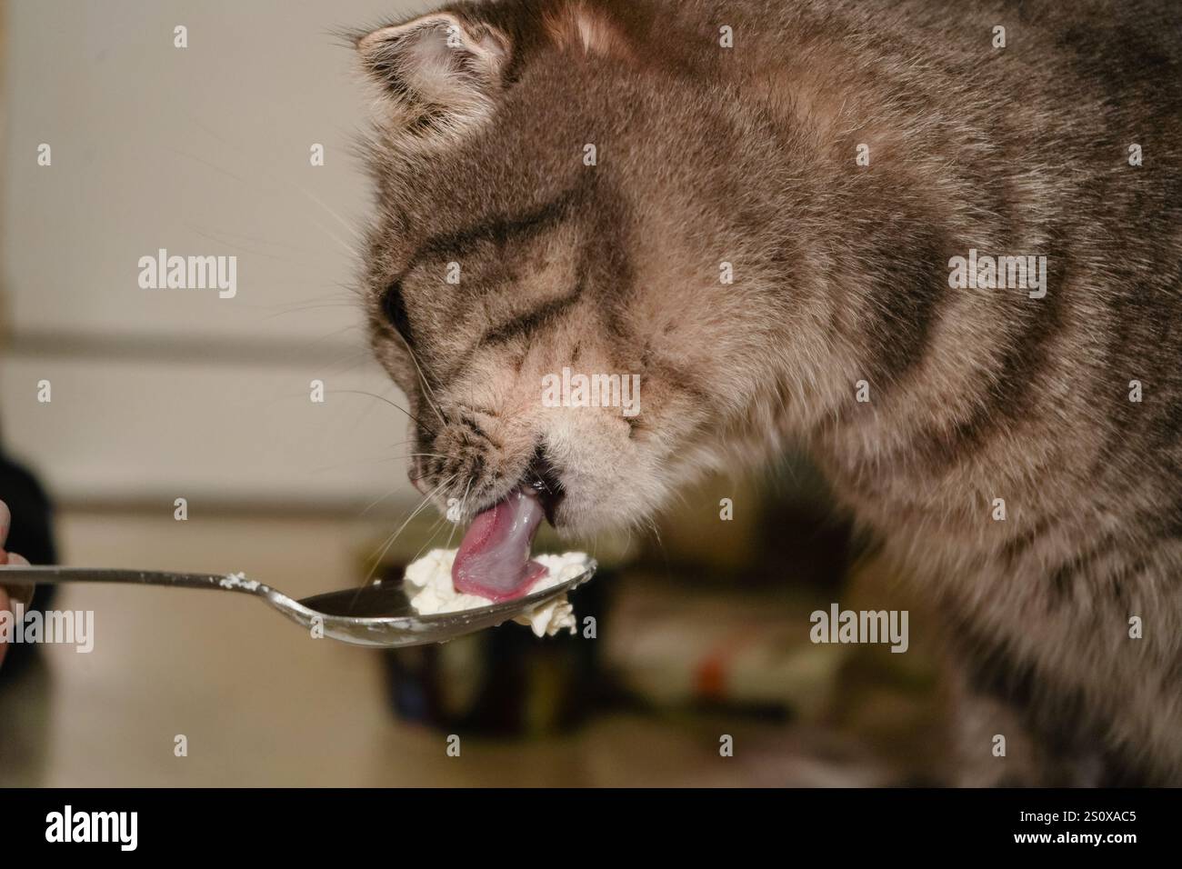 The cat s adorable expression adds charm to the scene. A Scottish Fold ...