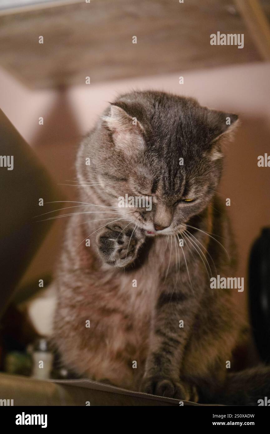 The cat's gaze is gentle, and its smooth coat gives it a calm and ...