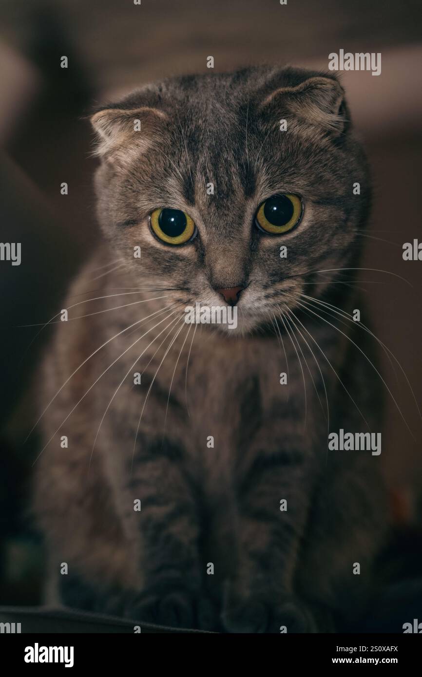 The cat s large, expressive eyes and round face create a charming and ...