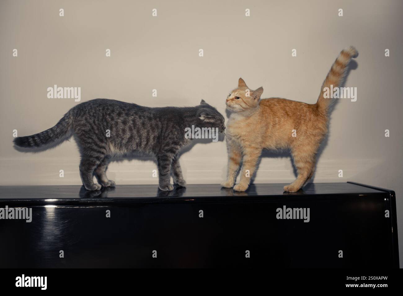 A curious orange cat and a ginger cat walk on a black piano. The cats ...