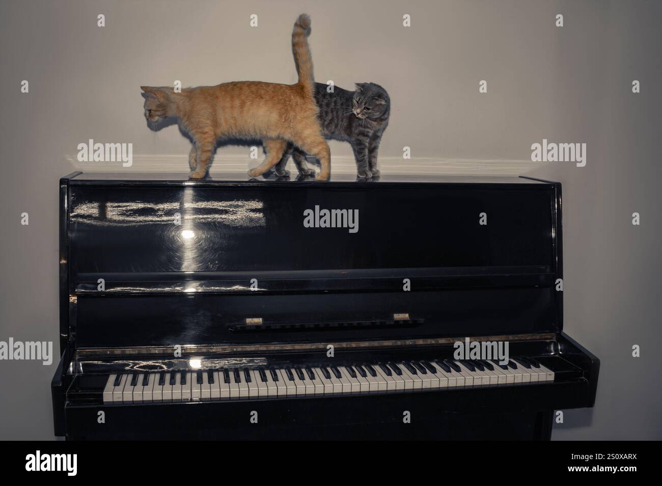 The cats gracefully move across the black surface. The open lid reveals ...