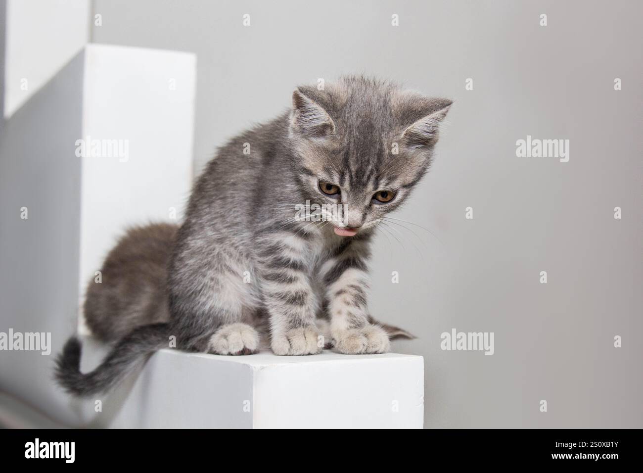 Their fluffy gray fur highlights their charming and playful bond. On a ...