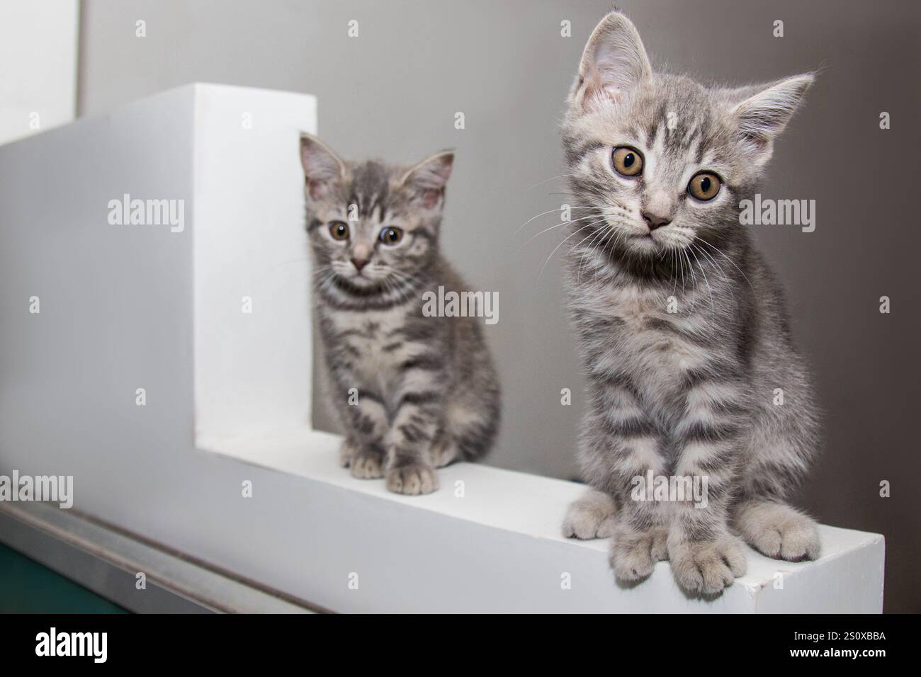 Two Scottish Straight kittens sat curiously on a white ledge, their ...