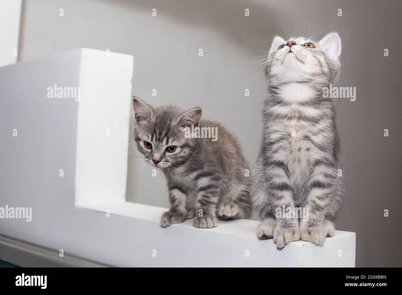 Two Scottish Straight kittens sat curiously on a white ledge, their ...