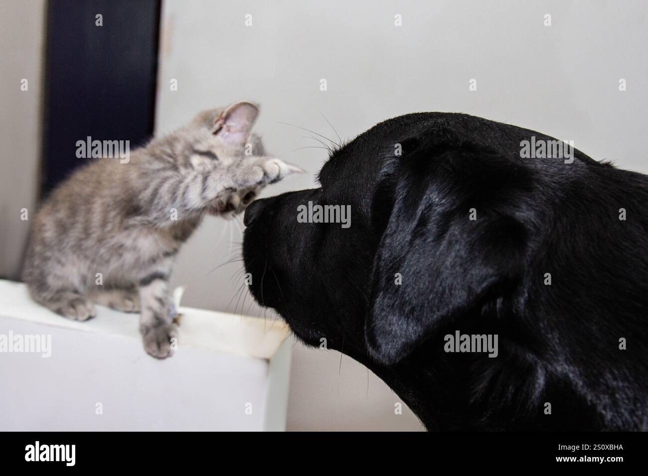 A black Labrador retriever playing with a Scottish Fold kitten. The dog ...