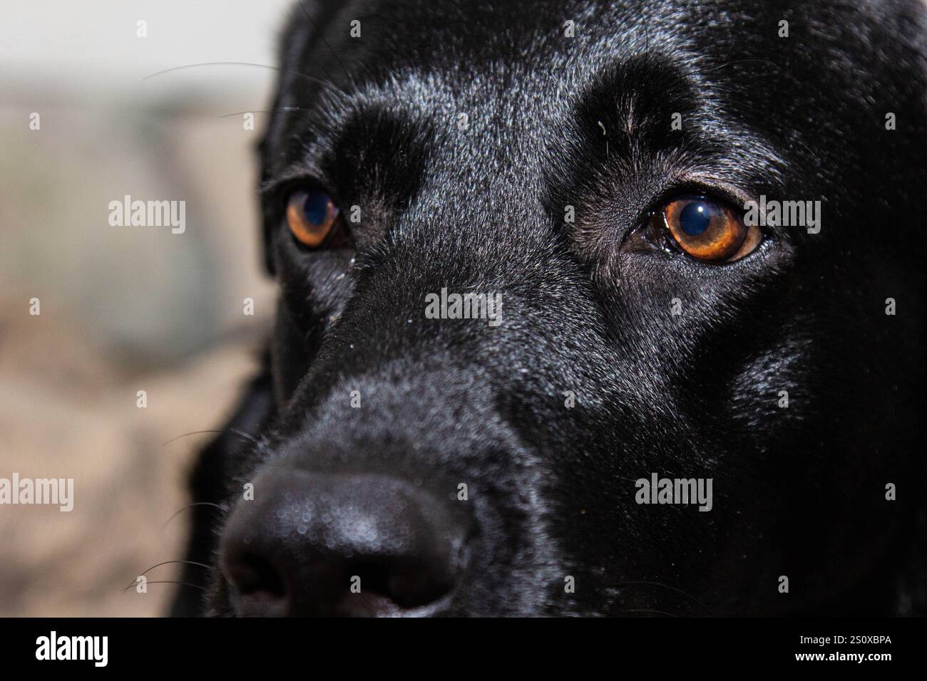 A close-up of a black Labrador s face showcases its expressive eyes and ...