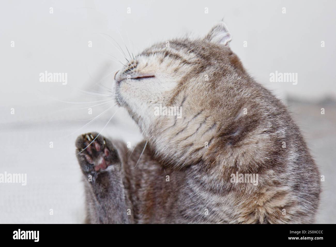 A grey cat scratches its ear with its hind leg in a moment of playful ...