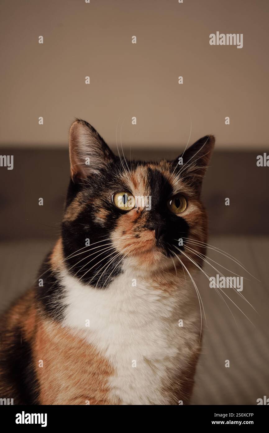 The captivating face of a calico cat with striking green eyes fills the ...