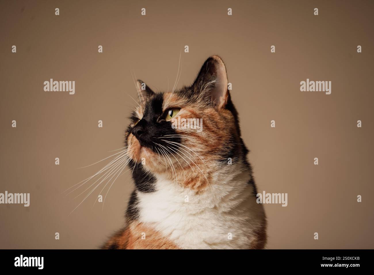 The mesmerizing green eyes of a calico cat stand out in this detailed ...